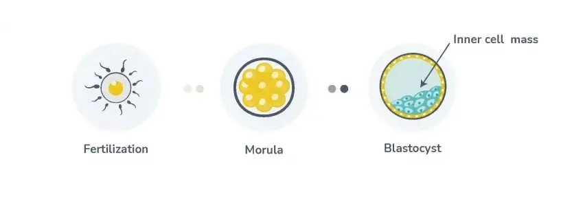 Blastocyst Culture, Grading, Transfer & Implantation