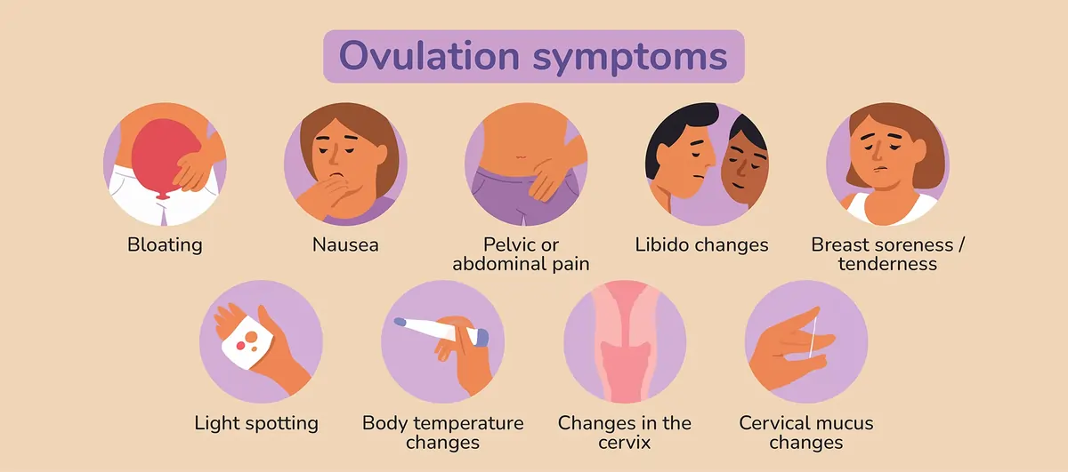 Ovulation: Symptoms, Signs & Fertility Window Explained
